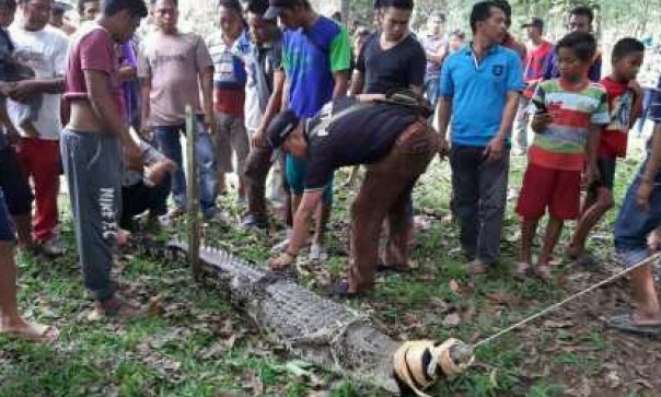 Buaya Sungai Kuantan Masuk Kawasan Pemukiman Masyarakat | RIAU1.COM