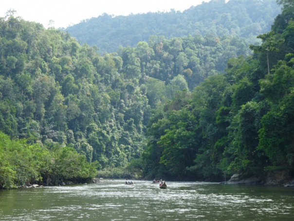 Ini Tiga Program yang Dinilai Atasi Masalah Kehutanan di Riau